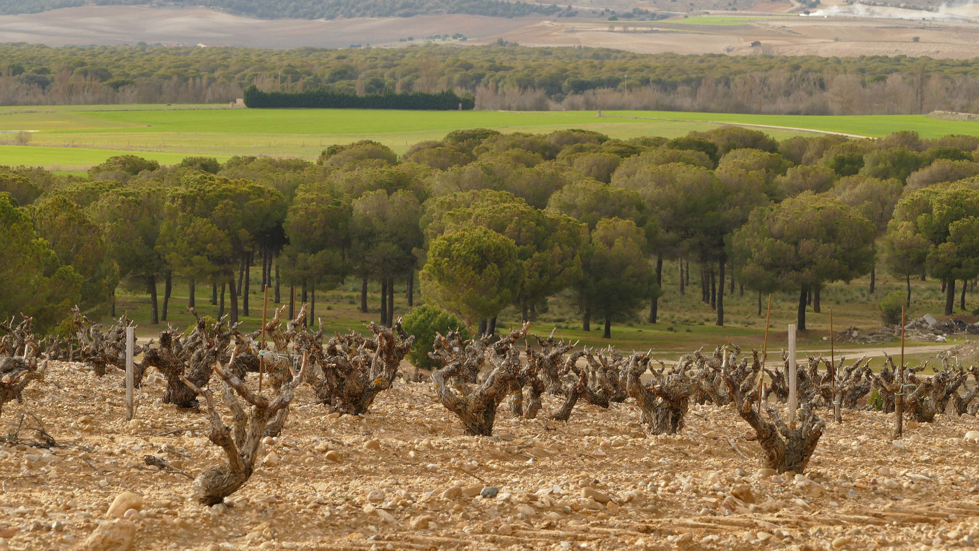 Get to Know Rueda - Ribera y Rueda