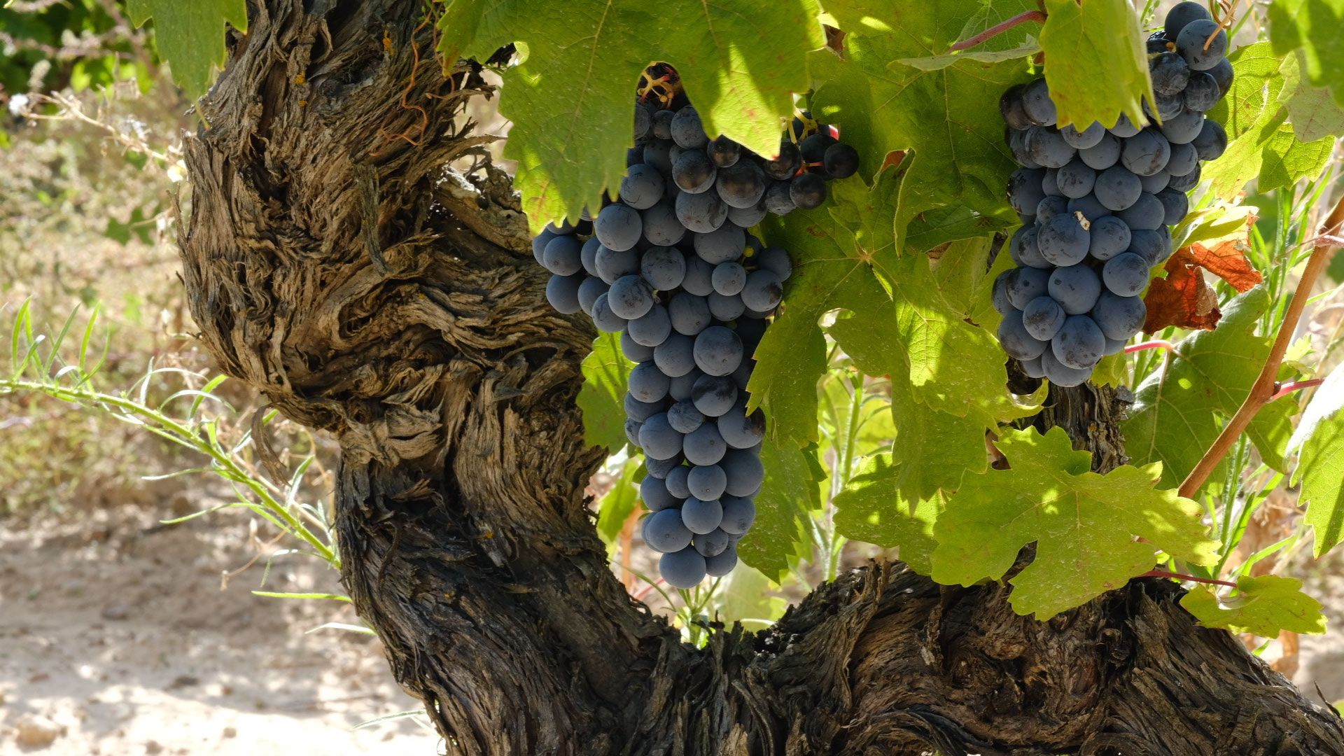 Tempranillo: From Vineyard to Glass - Ribera y Rueda
